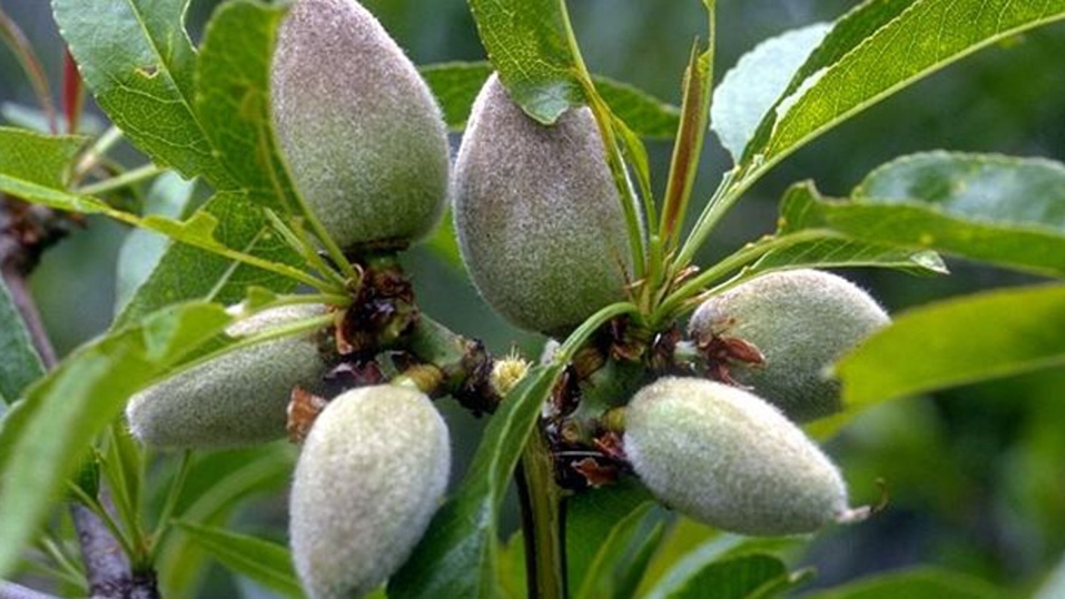 Amandier - Agricultural Solutions