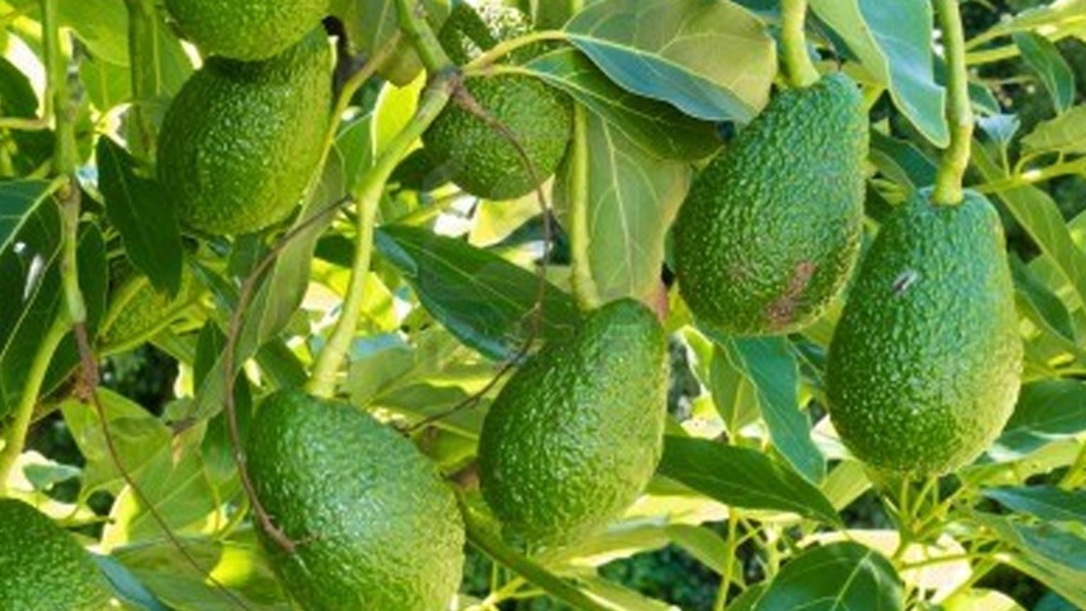 Avocatier - Agricultural Solutions
