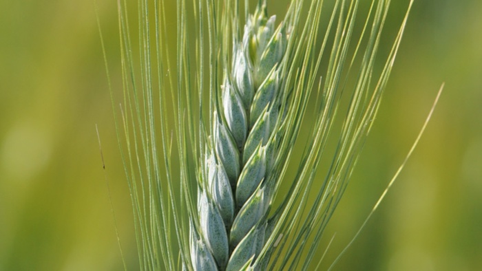 Blé dur de printemps - Agricultural Solutions