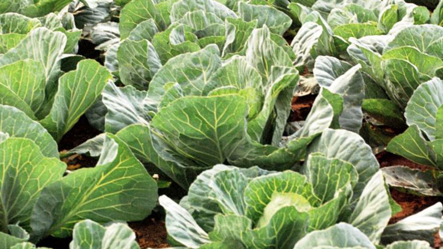 Choux fourragers - Agricultural Solutions