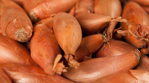 Echalotes - Agricultural Solutions