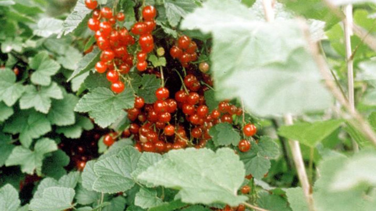 Groseiller - Agricultural Solutions