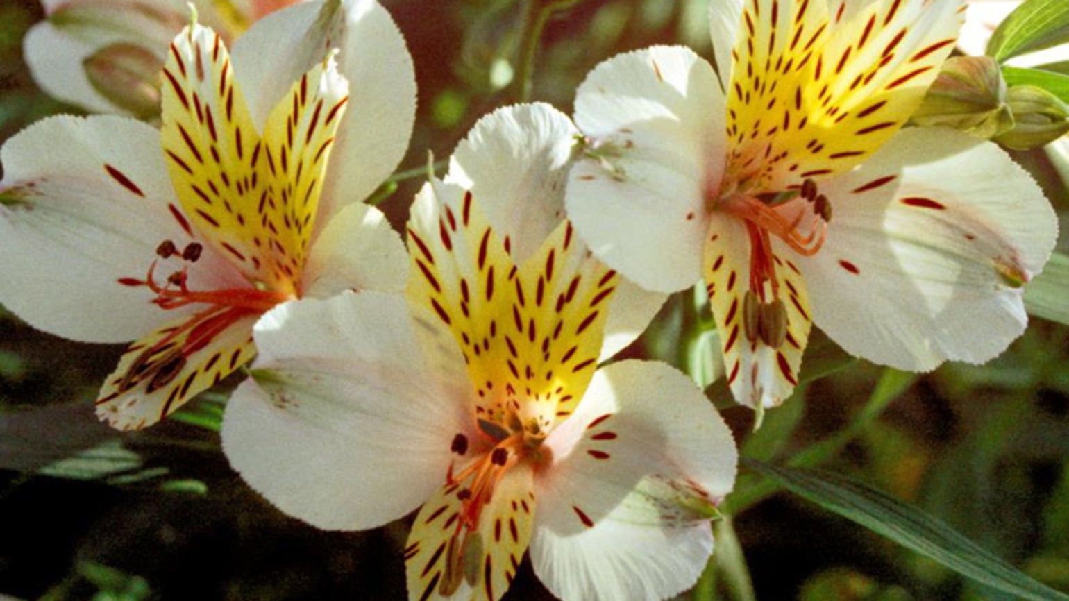 Lys - Agricultural Solutions