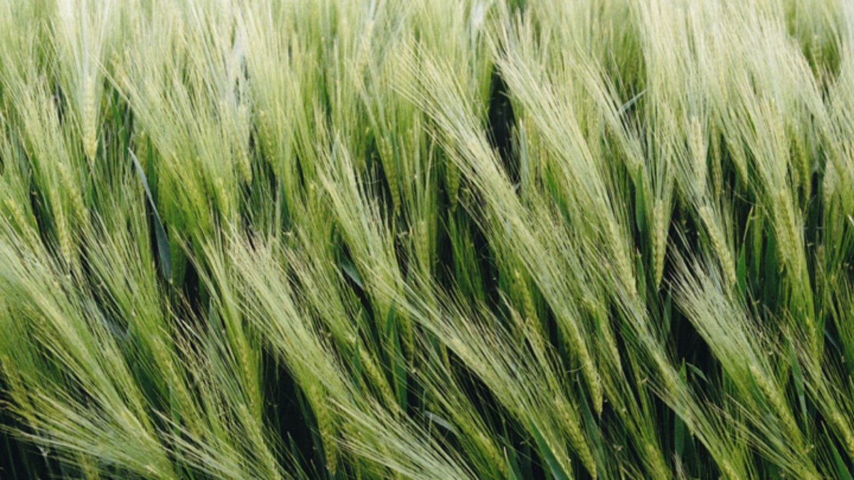 Les différentes variétés des orges de printemps