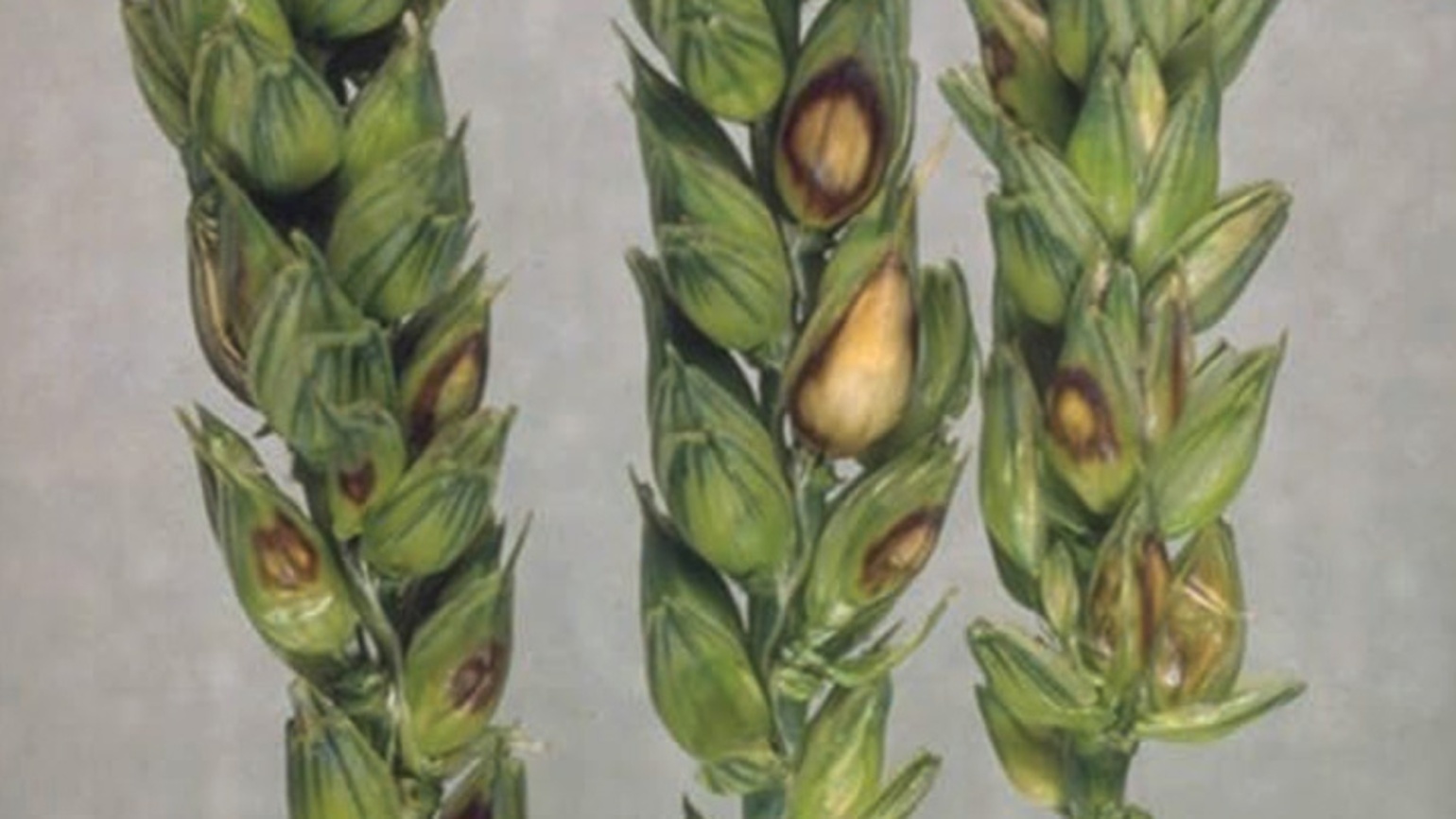 Fusarioses - Agricultural Solutions