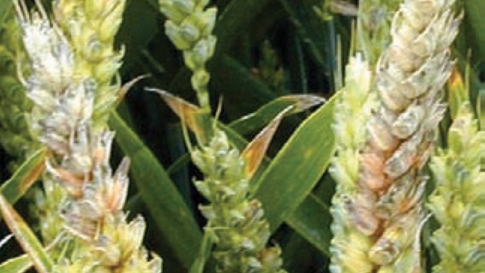 Fusarioses - Agricultural Solutions