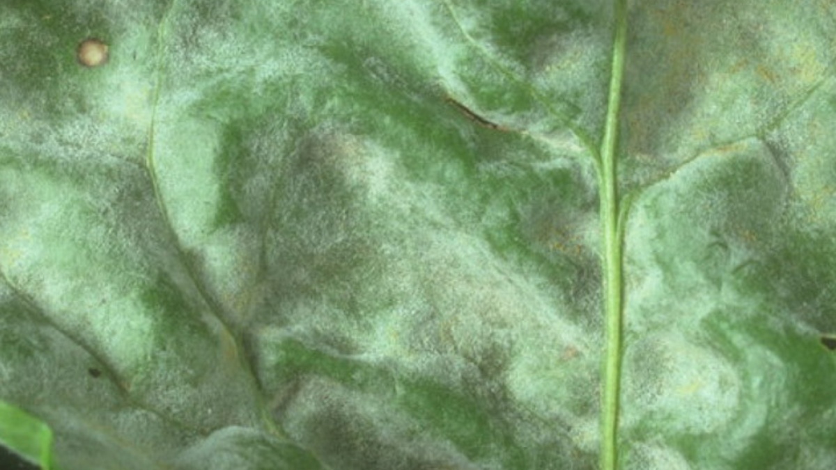 Maladies des betteraves