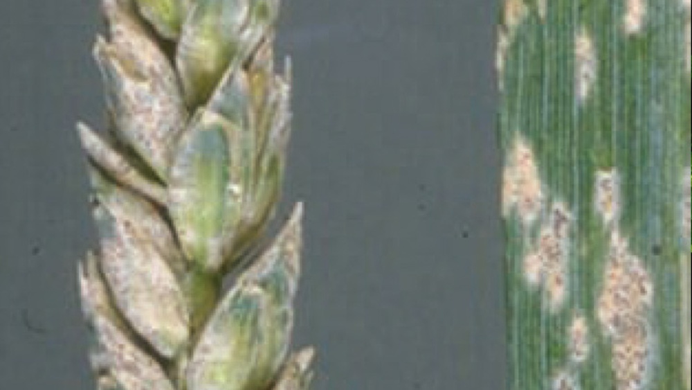 Oïdium - Agricultural Solutions