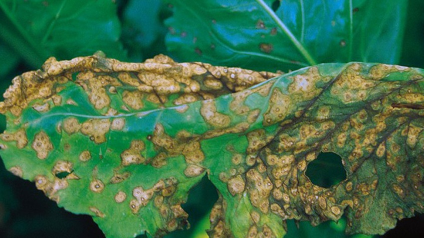 Cercosporiose de la betterave - Maladies des betteraves