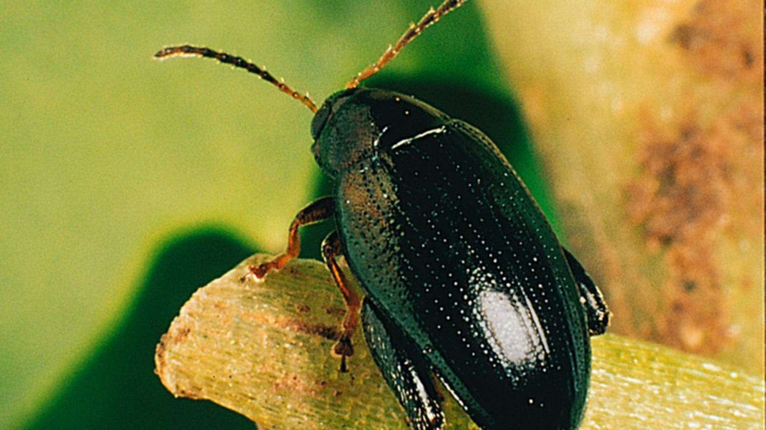 Grosse altise - Ravageurs colza