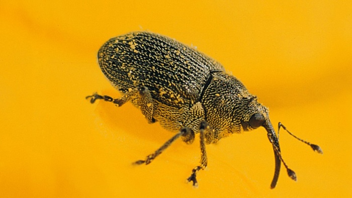 Charançon du bourgeon terminal - Ravageurs colza