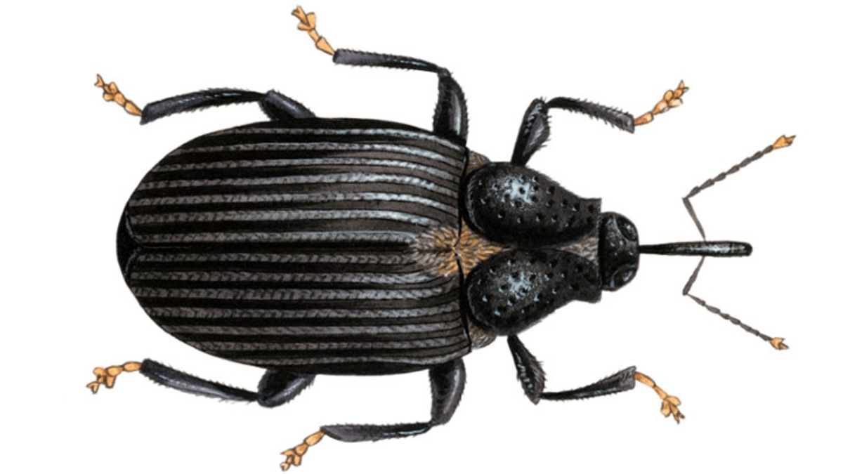 Charançon du bourgeon terminal - Agricultural Solutions