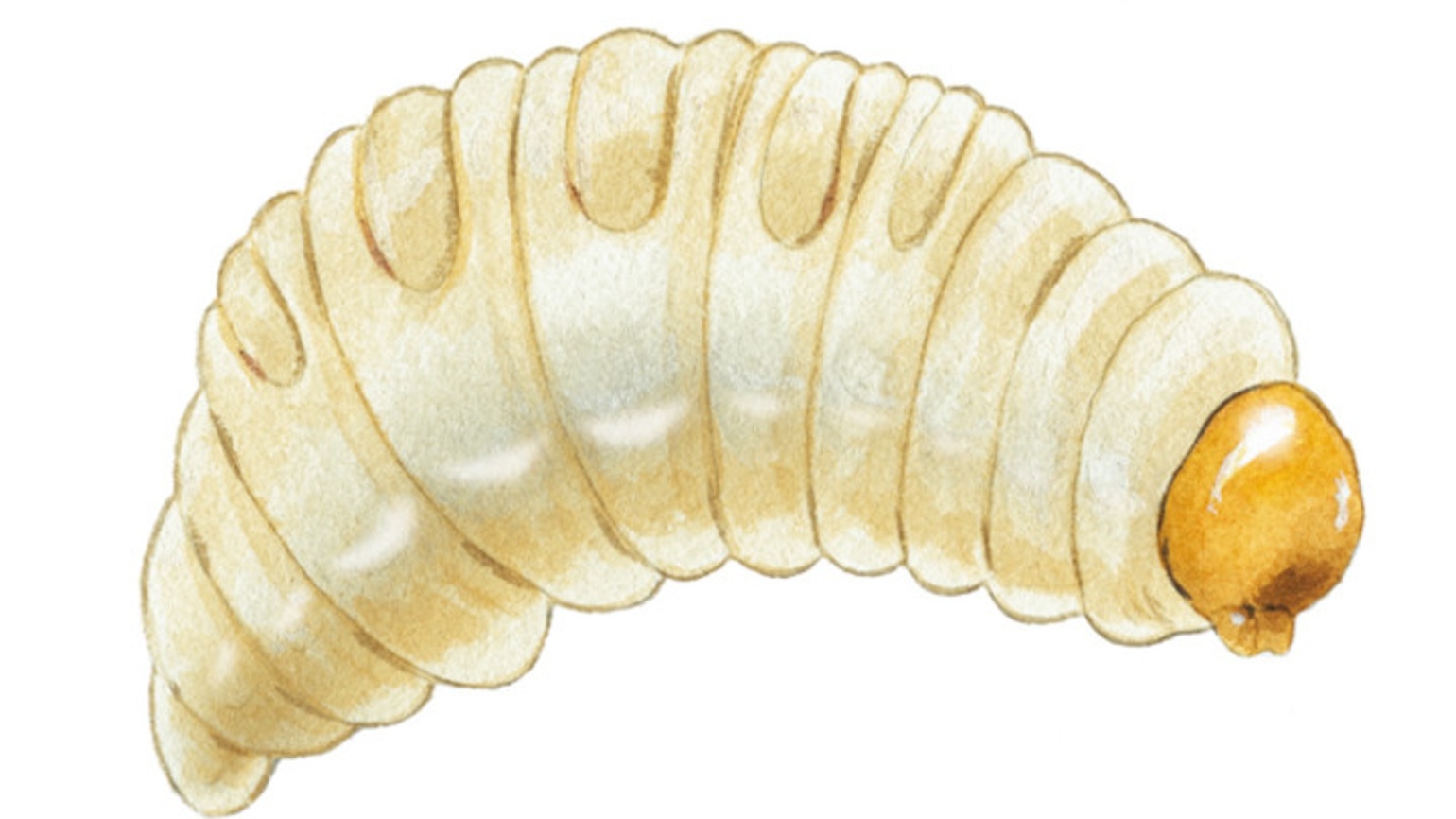 Charançon du bourgeon terminal - Agricultural Solutions