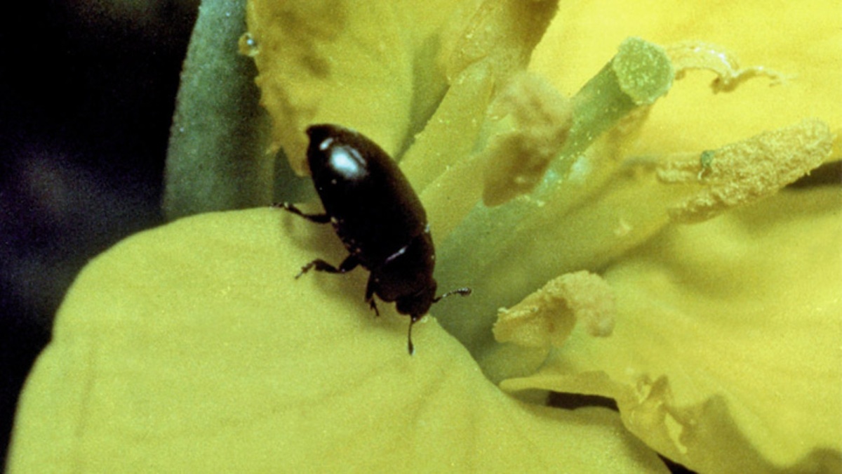 Grosse altise - Ravageurs colza