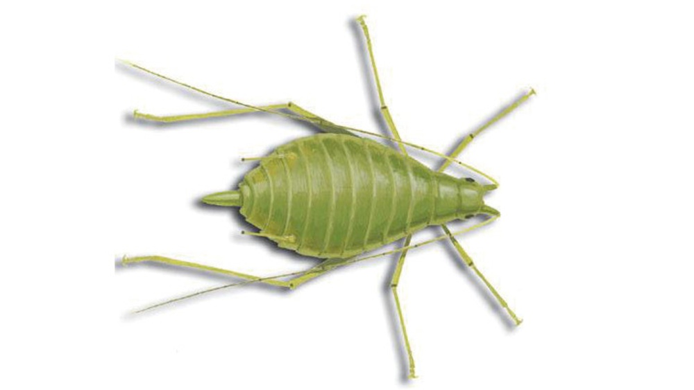 Pucerons verts - Agricultural Solutions