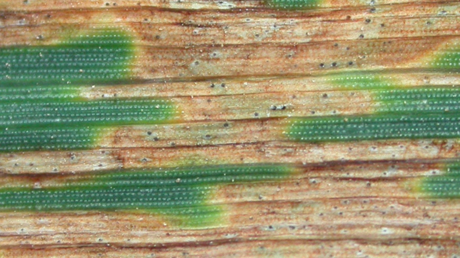 Septoriose - Agricultural Solutions
