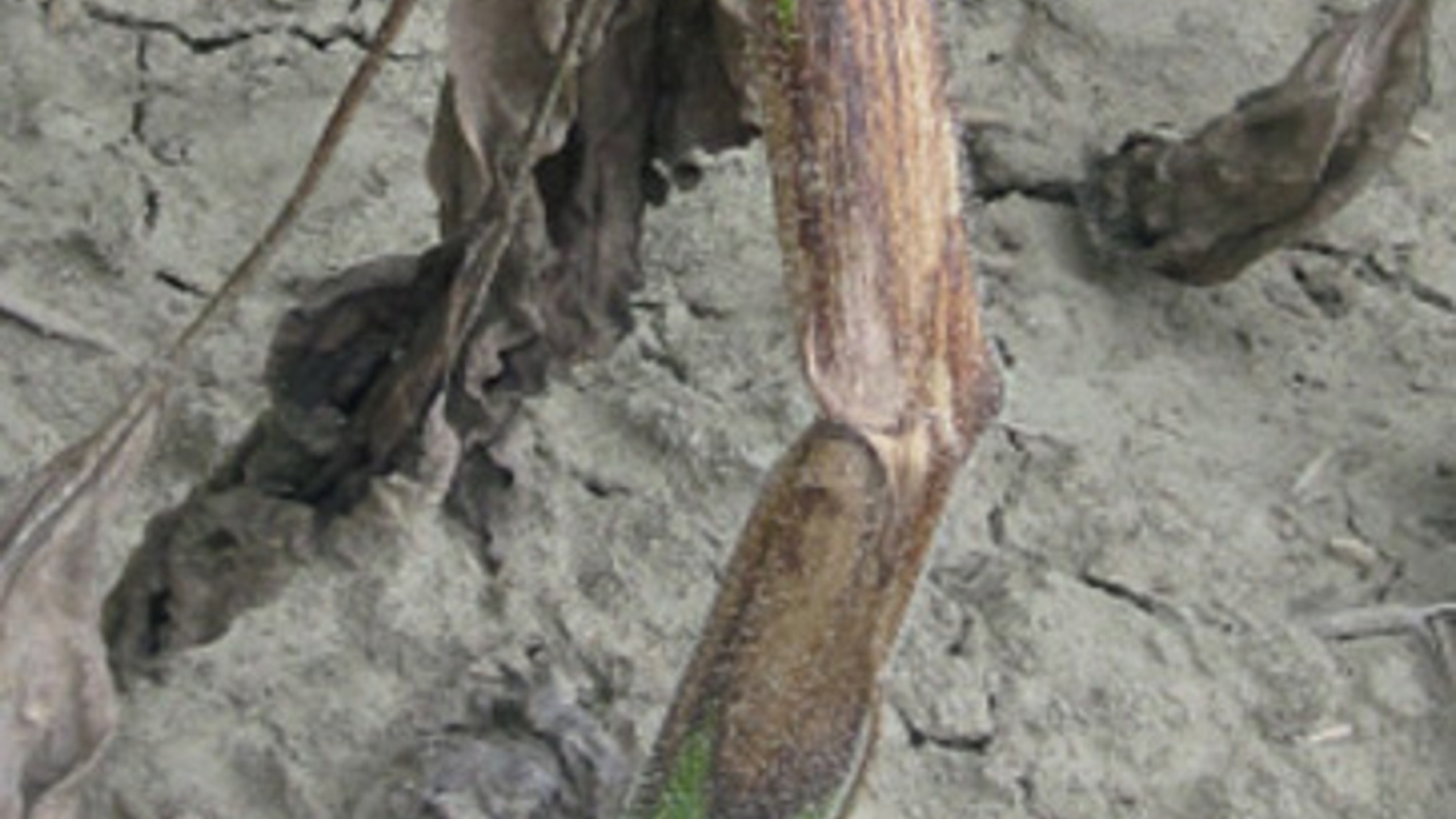 Sclérotinia du tournesol - Maladies tournesol