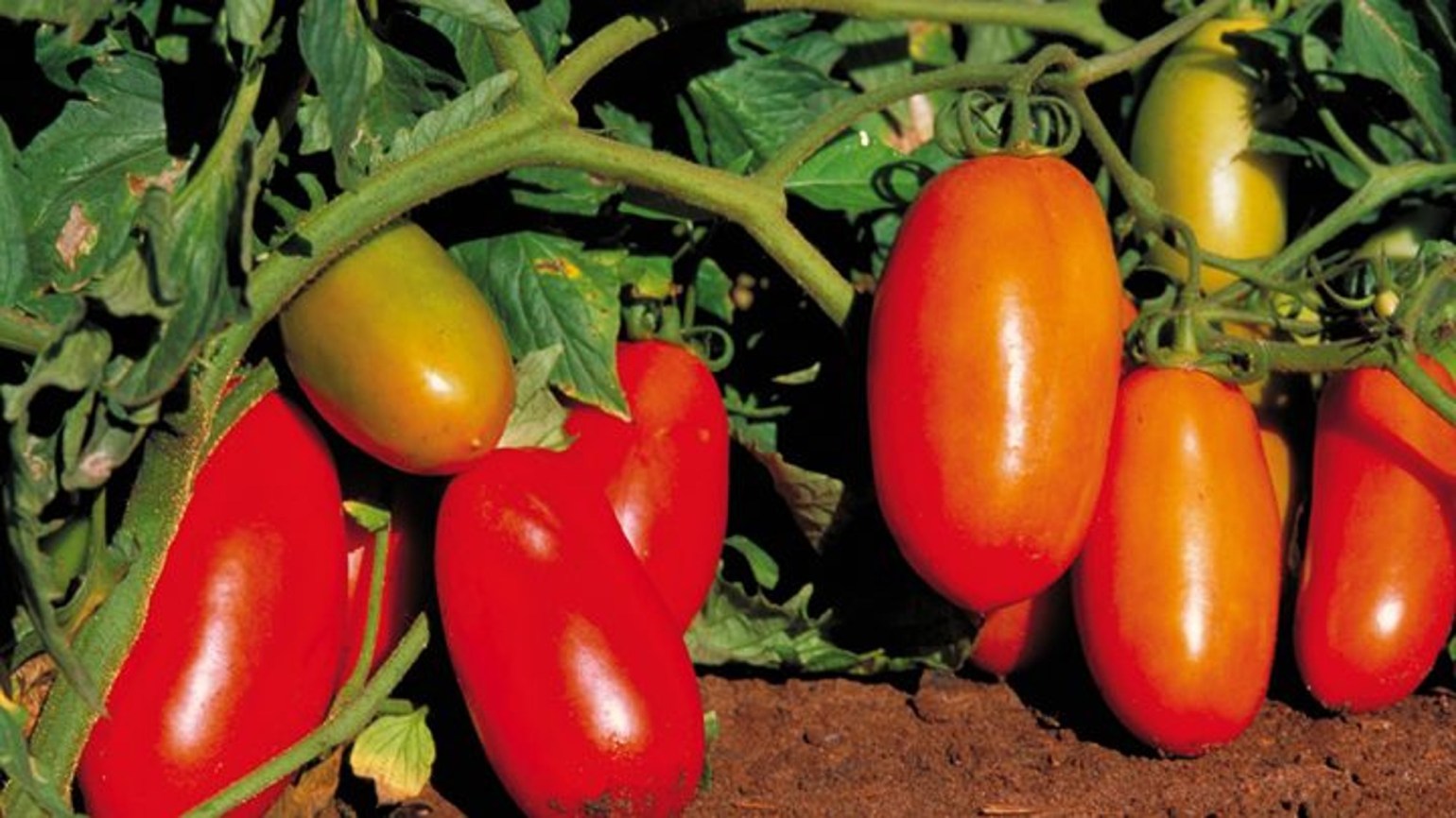 Tomates - Agricultural Solutions